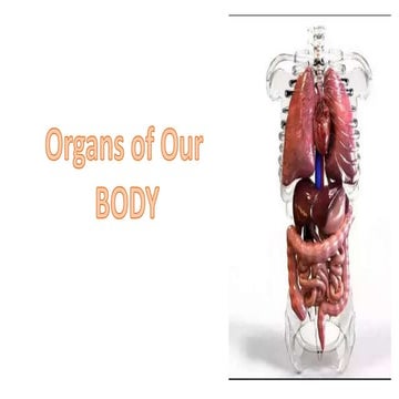 Organs of our body | PPTX