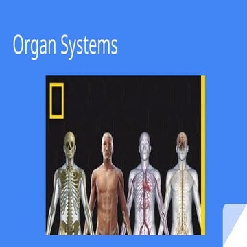 Human Organ System Functions and their Organs | PPTX