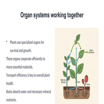 Organ_systems_working_together_Lesson_Quiz.pptx