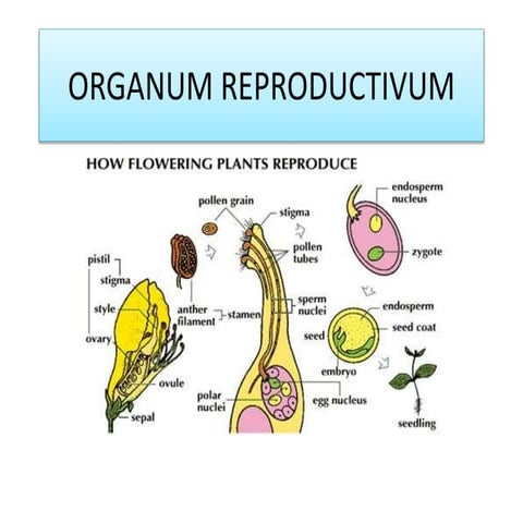 ORGANUM REPRODUCTIVUM (Bag 1. Bunga).pptx