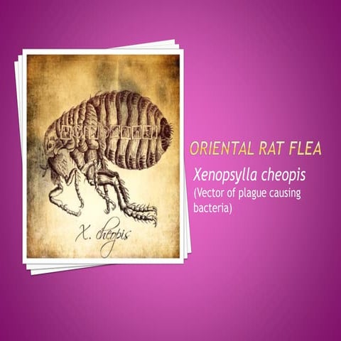Oriental rat flea | PPTX