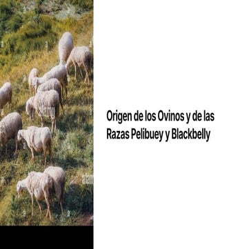 Origen-de-los-Ovinos-y-de-las-Razas-Pelibuey-y-Blackbelly.pdf