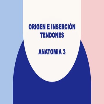 origen de insercion tendones anatomia 3.pptx