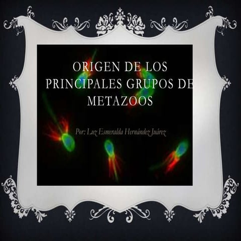 Origen de los principales grupos de metazoos | PPTX