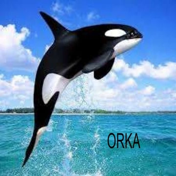 Orka | PPTX