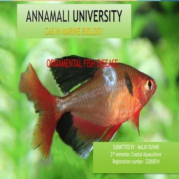 Different types of Ornamental fish disease.pptx