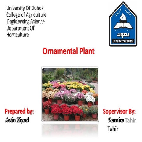 ornamental plant n.pptxdkdkdkkddkjkdiririd | PPTX | Gardening | Home ...