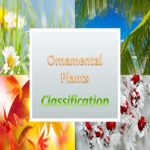 Ornamental plants | PPTX
