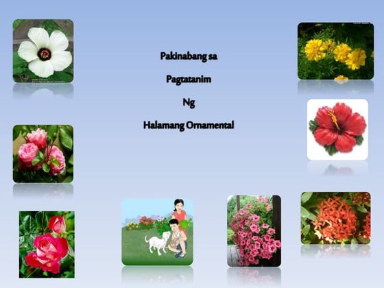 Pakinabang sa pagtatanim ng halamang ornamental plants | PPTX