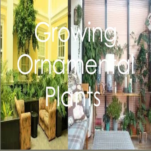 Ornamental Plants for hele and helpful for planting.pptx