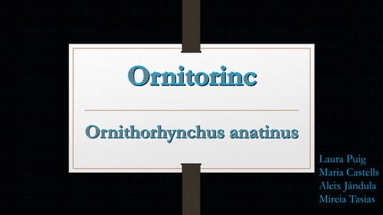 Llargandaix pirinenc | PPT