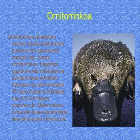 Arranoa | ODP