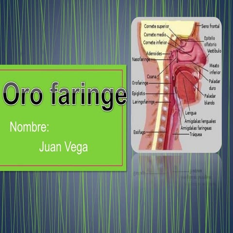 Anatomia de la orofaringe | PPTX