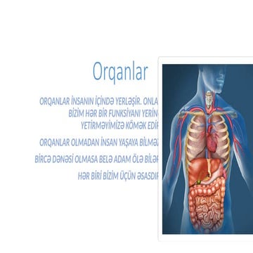 Orqanlar.pptxhfgghfdfghfghfhfghfhfhgfhfg | PPT
