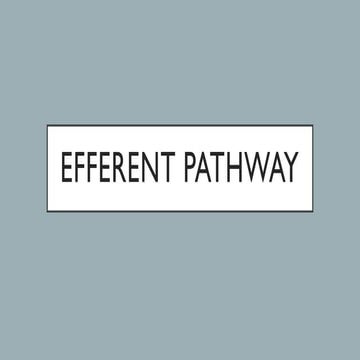 Orthopedics - Complete Efferent Pathway.pdf