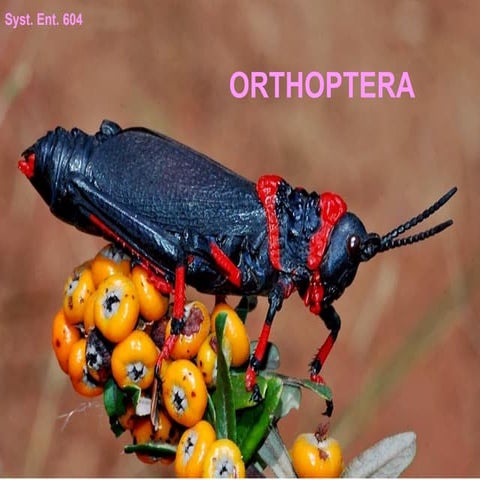 OrthopteraAntennae with well over 30 segments, about as long | PPT