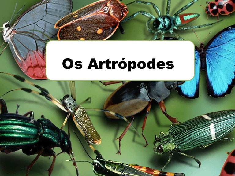 Os artrópodes