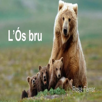 Ós bru | PPT