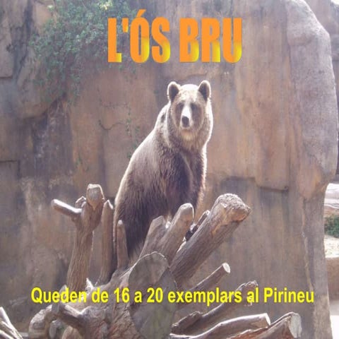 Os Bru 08 09 | PPT