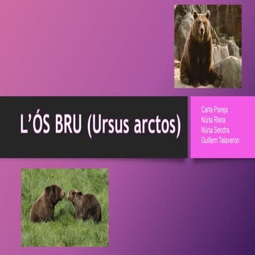Ós bru | PPTX