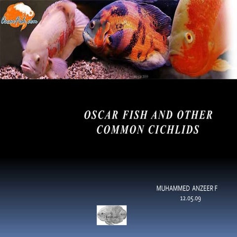 Common Oscar Fish
