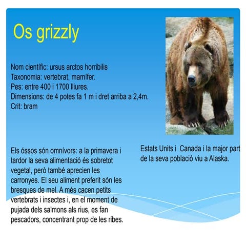 Os grizzly | PPTX