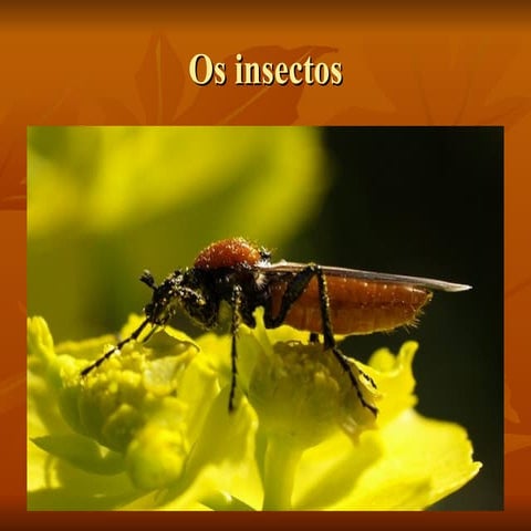 Os insectos 2 | PPT