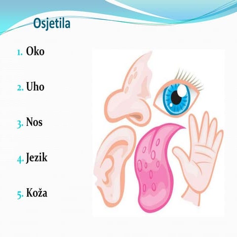 Osjet osjetila | PPTX