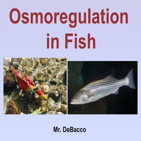 Osmoregulation in Fish about homeostasis.pptx