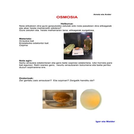Osmosia blogera | DOC