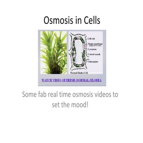 Osmosis 1 | PPT