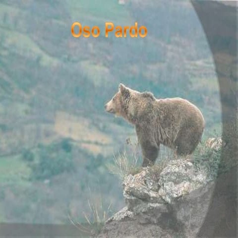 El Oso Pardo | PPT