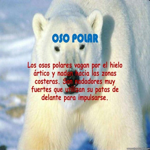 EL OSO POLAR.pptx