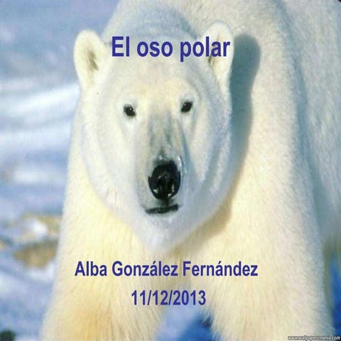 Oso polar | PPT