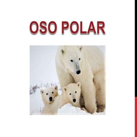 Oso polar | PPTX