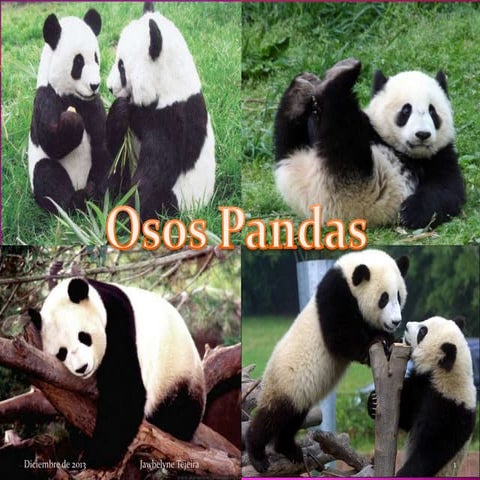 Osos pandas | PPTX