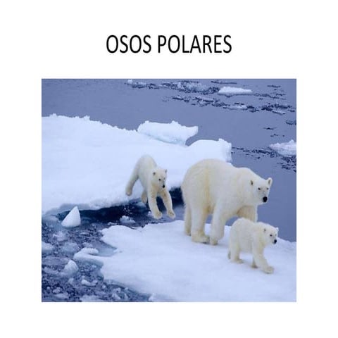 Osos polares | PPT | Polar Travel | Travel Locations