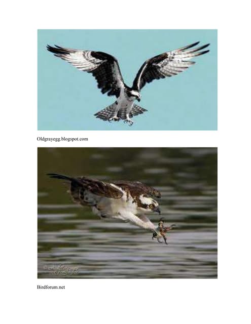 Introduction to osprey lesson outline | PDF