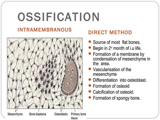 Anatomy of joints | PPT