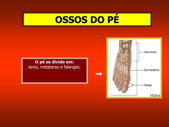 Digitalização de Membro superior e vértebras Sobotta | PDF