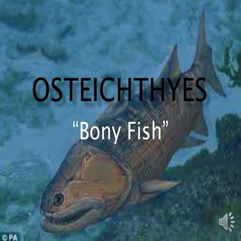 Osteichthyes | PPTX