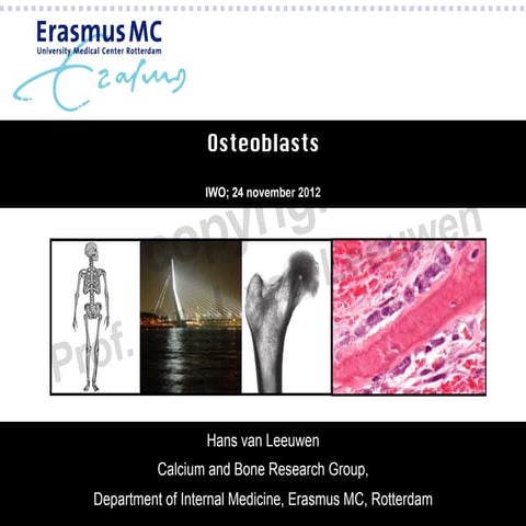 De osteoblast | PDF | Bone and Joint Conditions | Diseases and Conditions