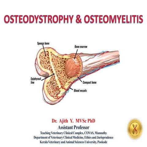 Osteodystrophy and osteomyelitis in domestic animals | PDF