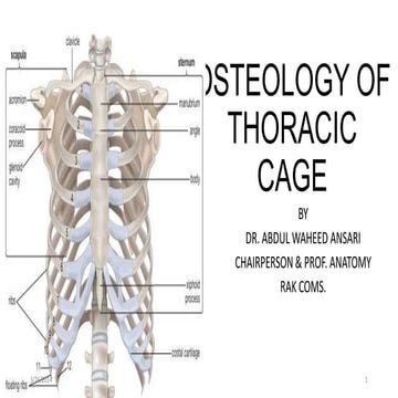 Osteology of thoracic cage | PPTX