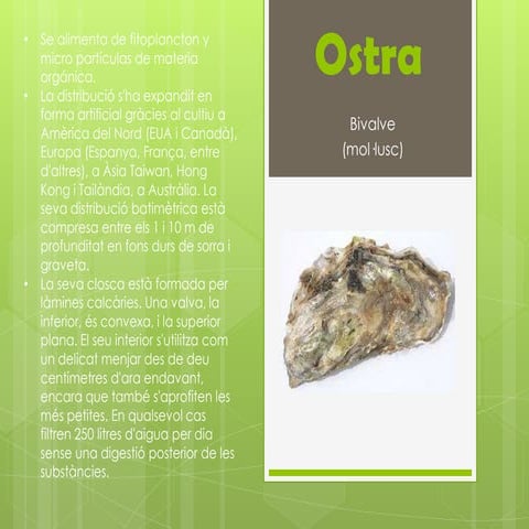 Ostra | PPTX