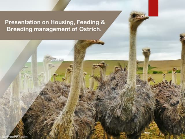 Ostrich-PPT Presentation On Ostrich.pptx Ostrich-PPT Presentation On Ostrich.pptx