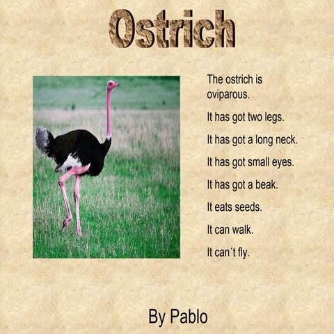 The ostrich by Pablo | PPT