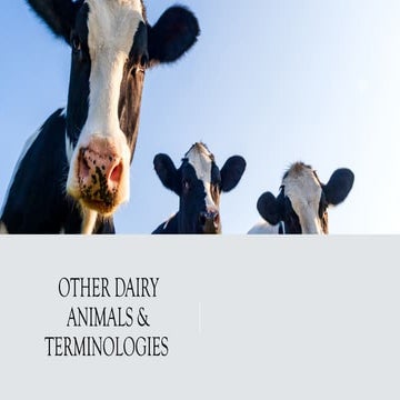 Different Breeds of Dairy Animals - other Animals | PPTX