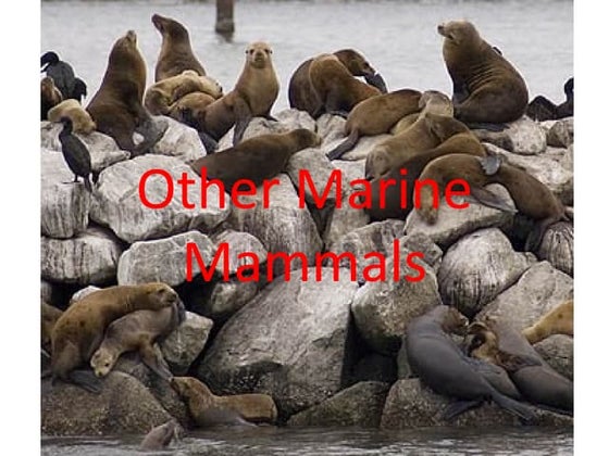 Fish morphology powerpoint | PPT