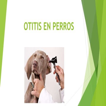Cómo Se Trata Una Infección De Oído Por Hongos En Perros